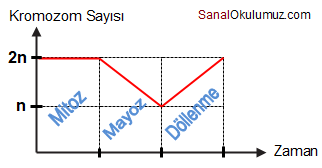 7. Sınıf Fen Bilimleri Mayoz Bölünme Testi Çöz (Çözümlü)